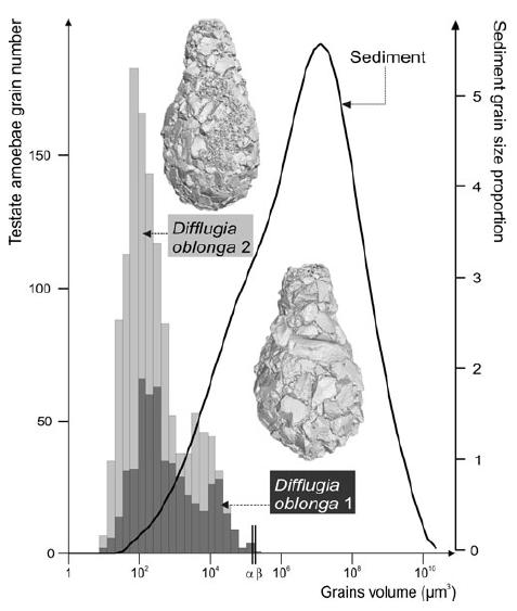 Difflugia – It Came from the Pond
