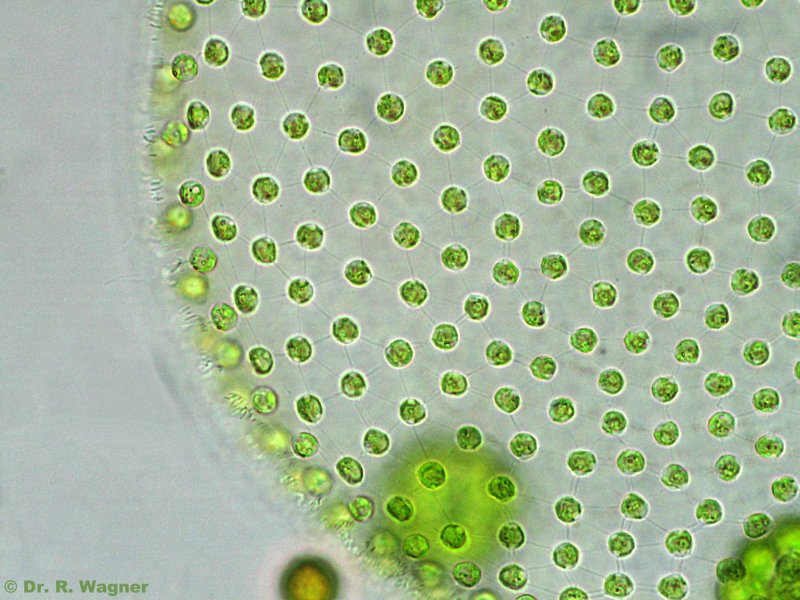 Colonial organisms – It Came from the Pond