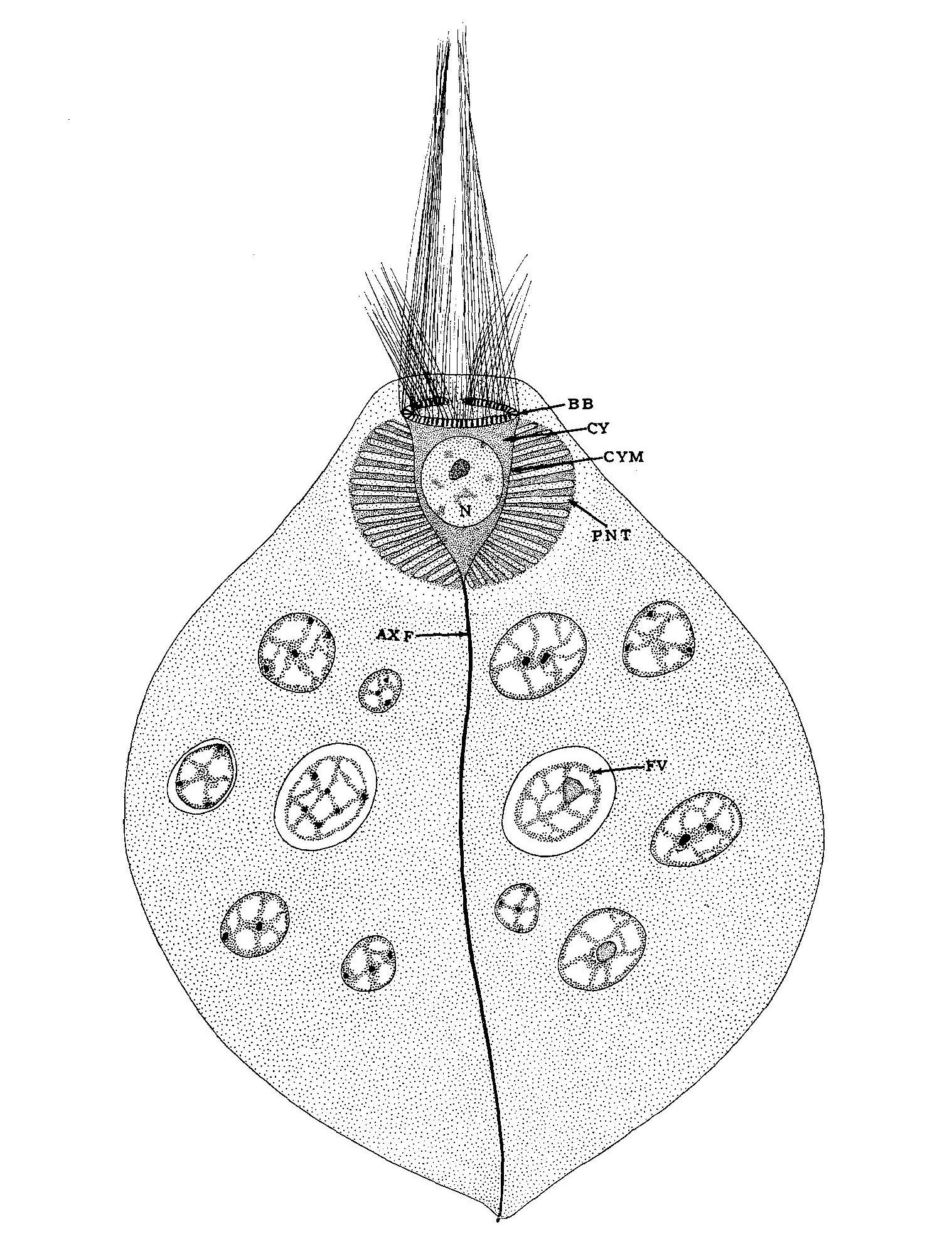 It Came from the Pond – Do-It-Yourself Protistology