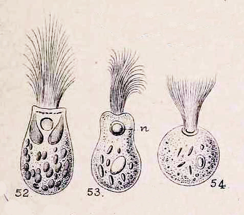 Lophomonas blattarum – It Came from the Pond