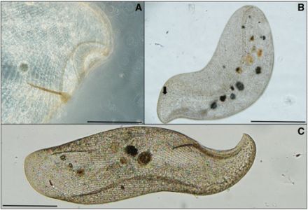 It Came from the Pond – Do-It-Yourself Protistology