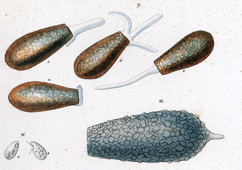 It Came from the Pond – Do-It-Yourself Protistology