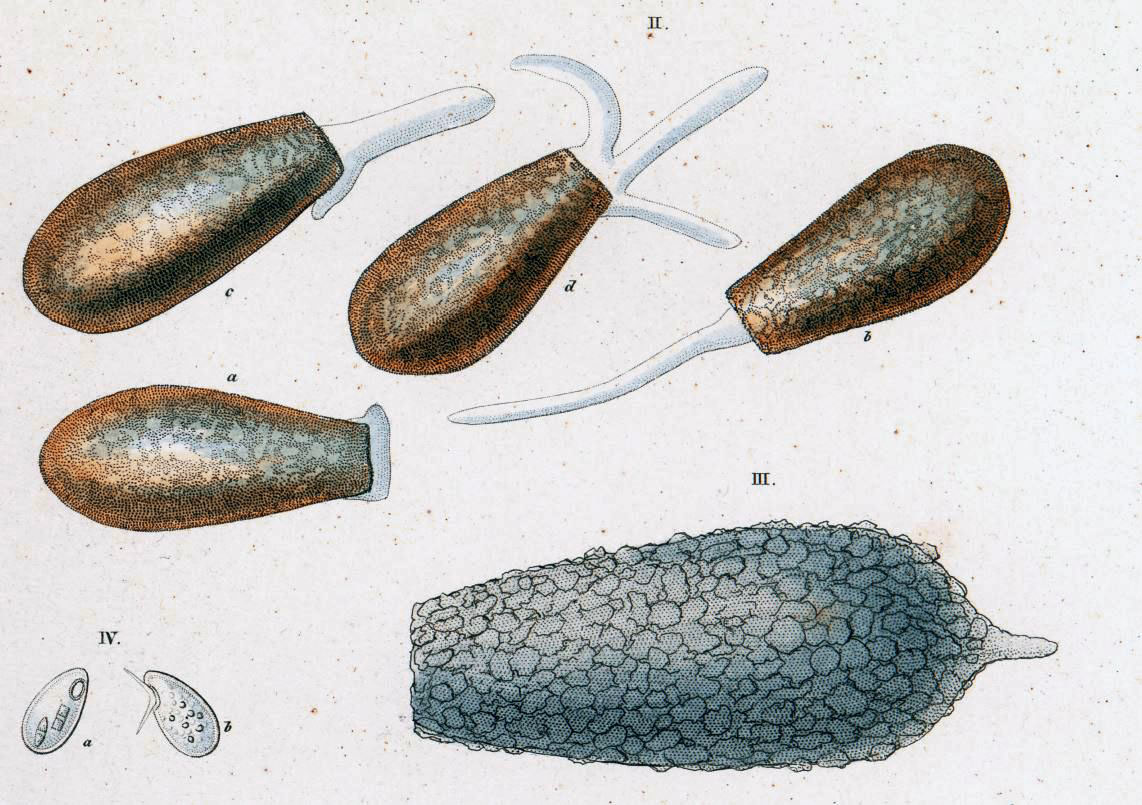 It Came from the Pond – Do-It-Yourself Protistology