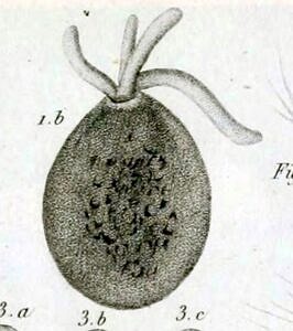 It Came from the Pond – Do-It-Yourself Protistology