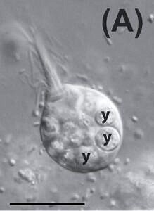 It Came from the Pond – Do-It-Yourself Protistology