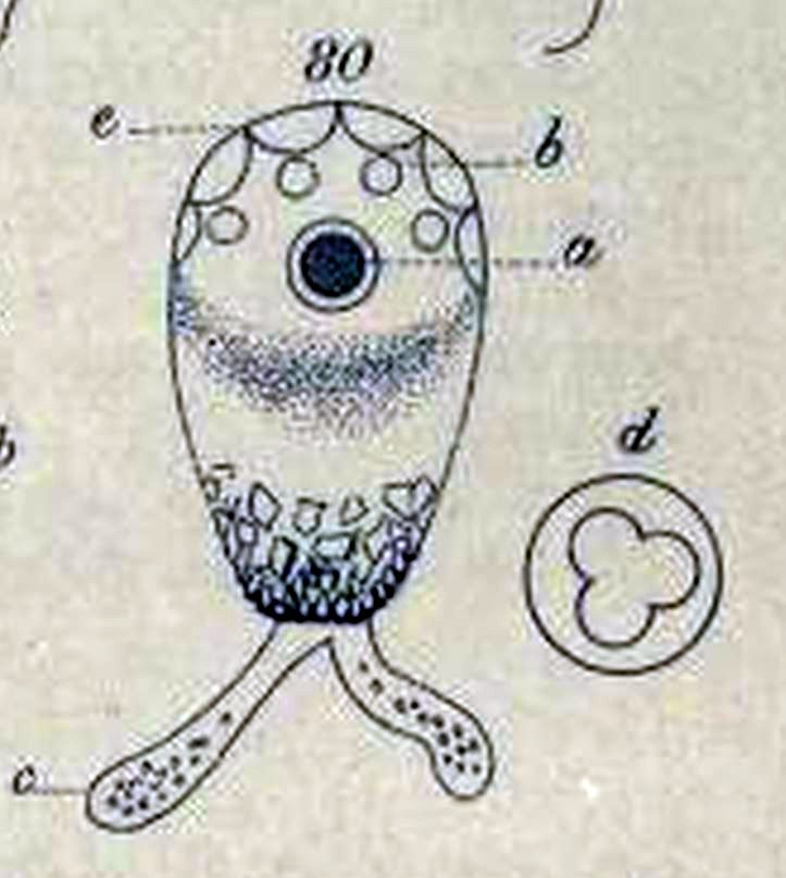 Difflugia – It Came from the Pond